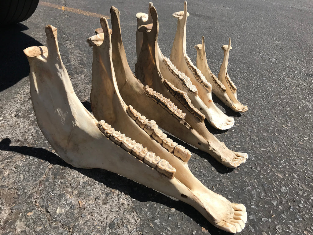 Quijada or Jawbone Percussion Instrument – JD Salazar Music